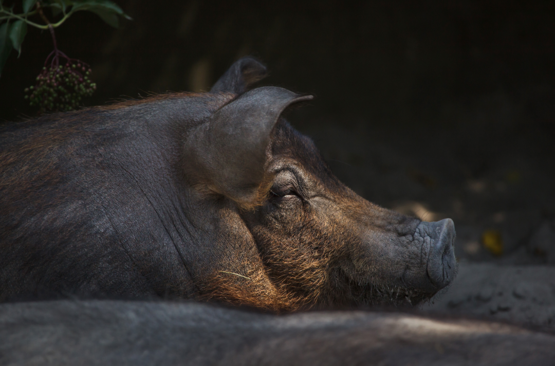 Buy Pork Caul Fat - Flavorful Wrapping From Red Field Ranch