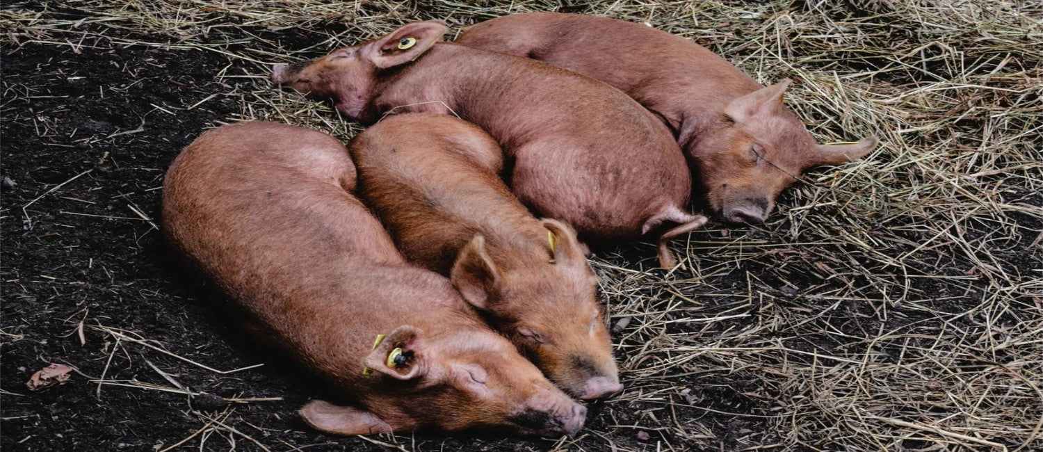 To Know More About Us – Red Field Ranch